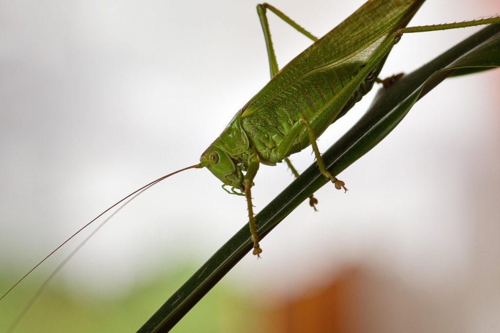 27 Great Facts About Grasshoppers - Fact City