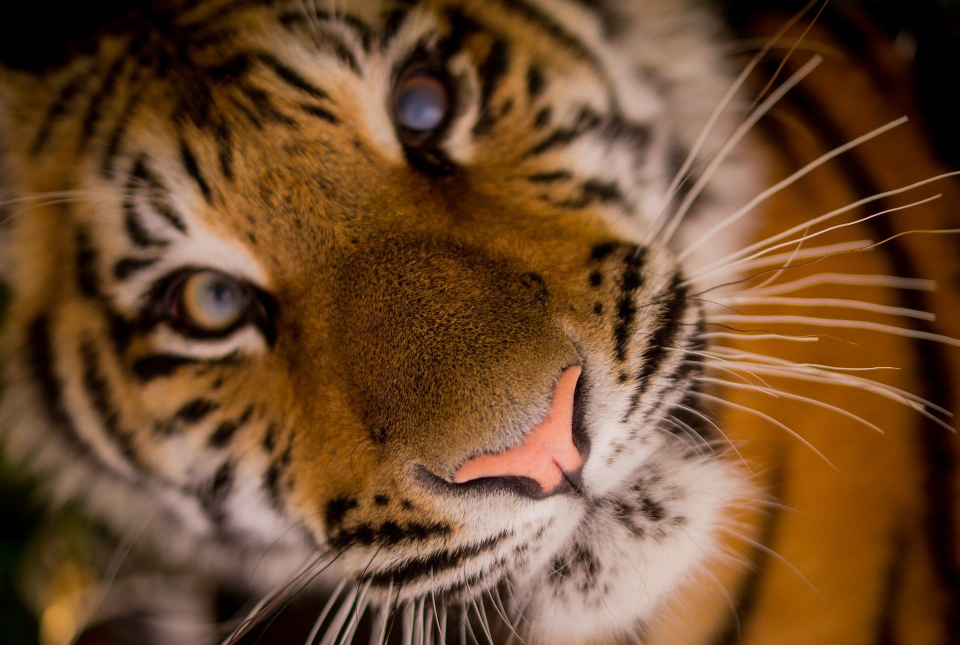 16 Terrific Facts About Tigers | Fact City