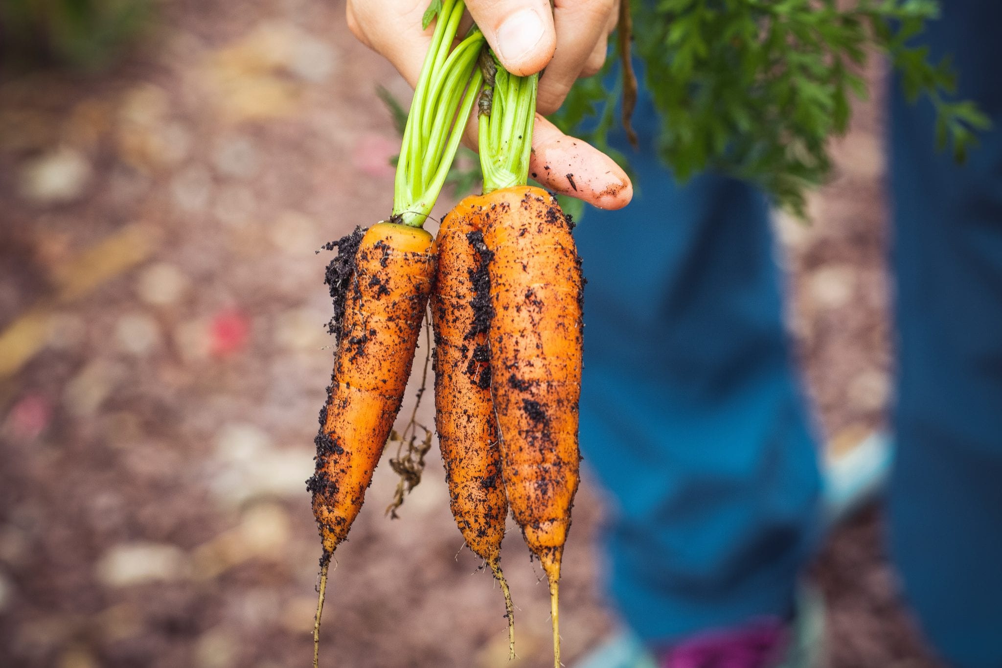 15 Interesting Facts About Soil