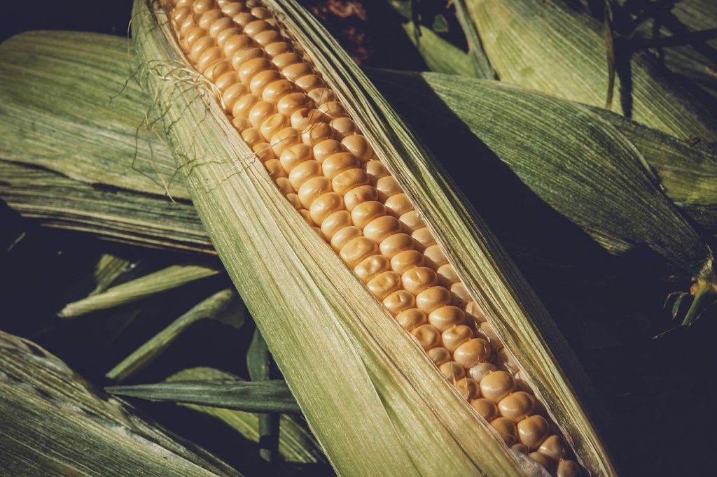 10 Fun Facts About Corn - Fact City