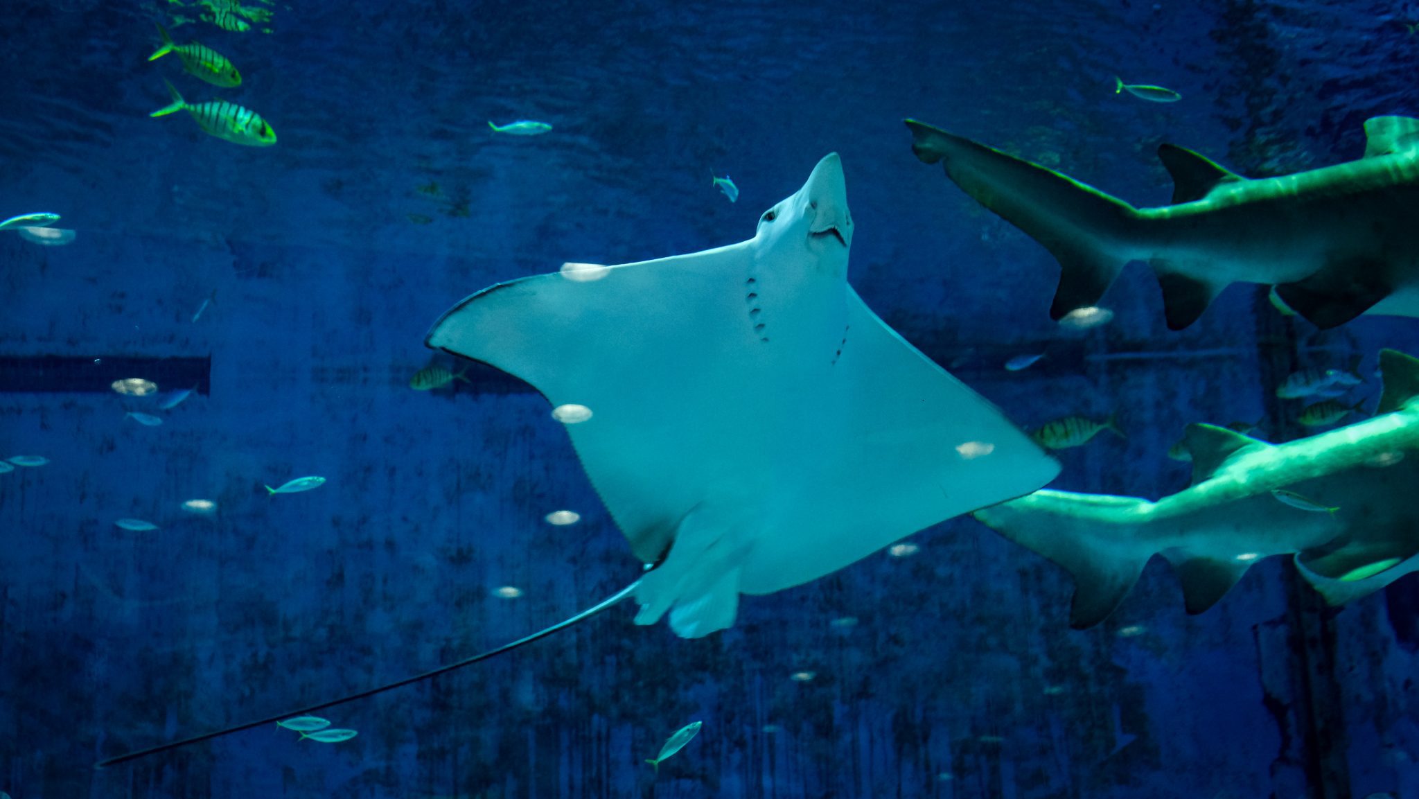 15 Stunning Facts About Stingrays - Fact City