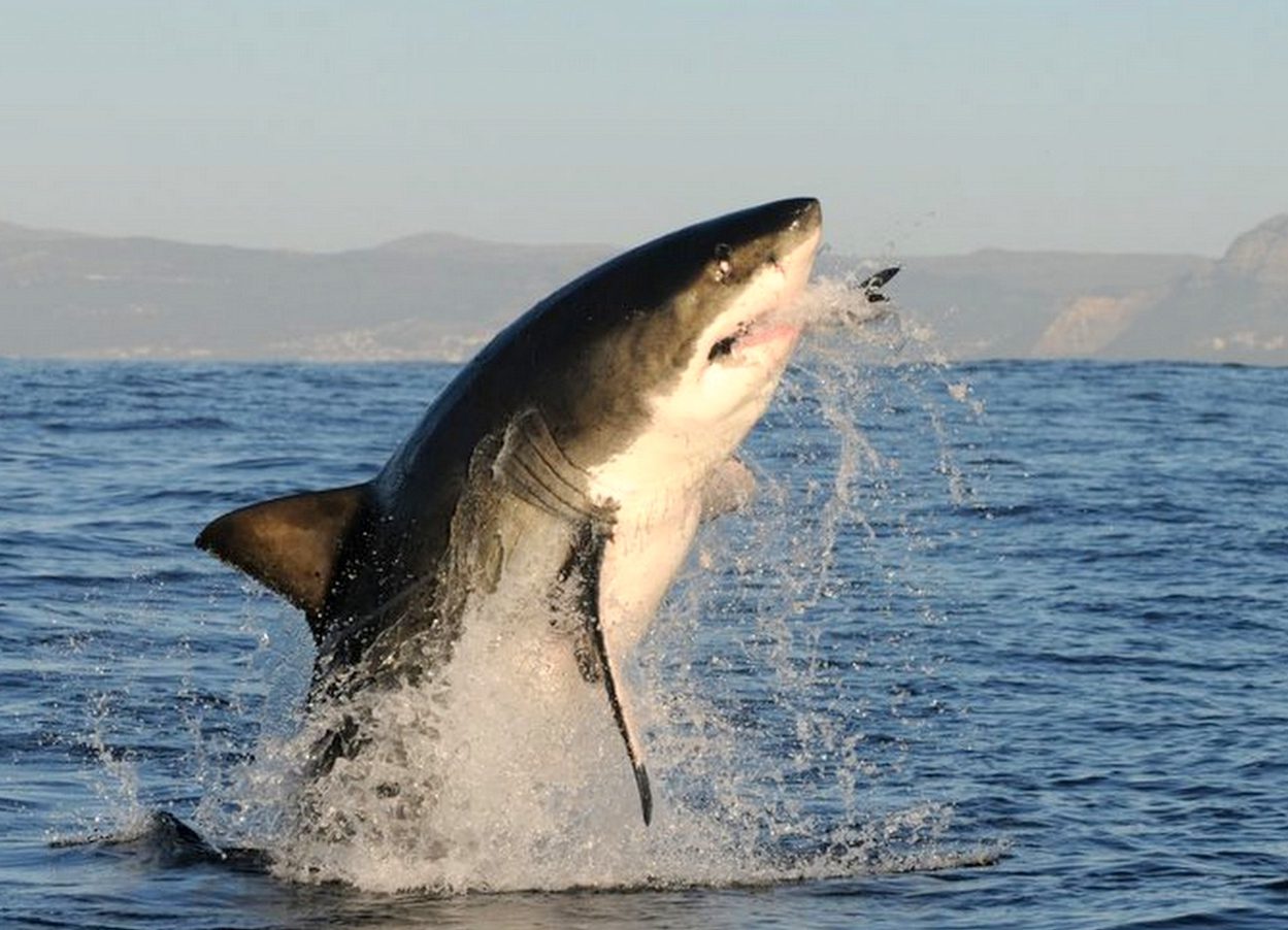 13 Fearsome Facts About Shark Attacks - Fact City