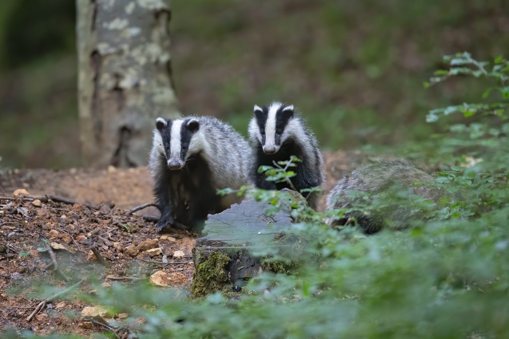 15 Brilliant Facts About Badgers - Fact City