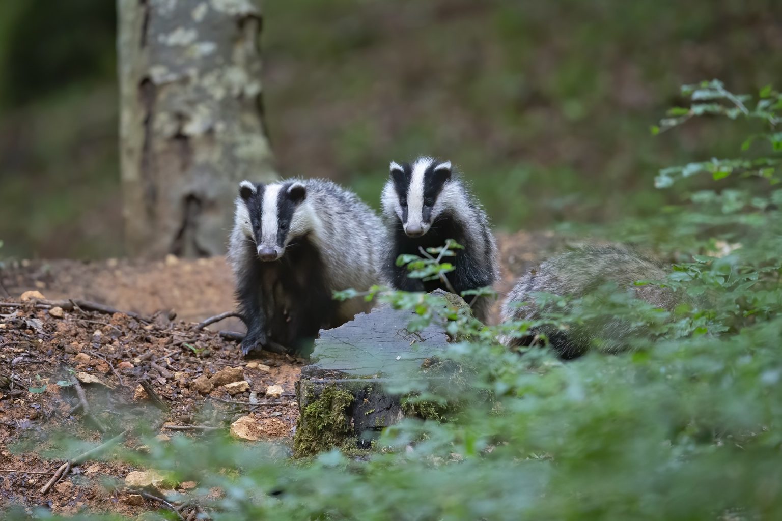 15 Brilliant Facts About Badgers - Fact City