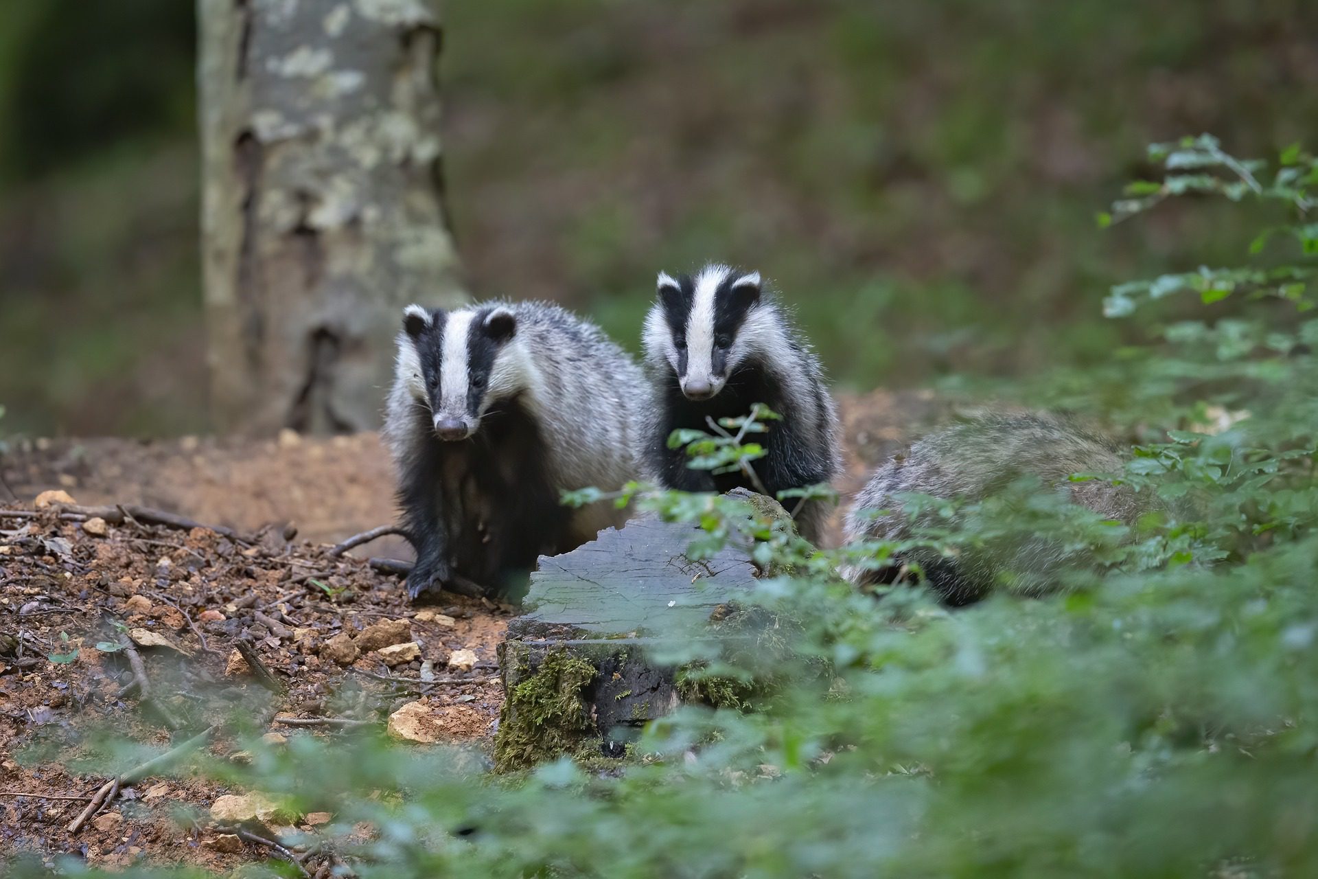 15 Brilliant Facts About Badgers - Fact City