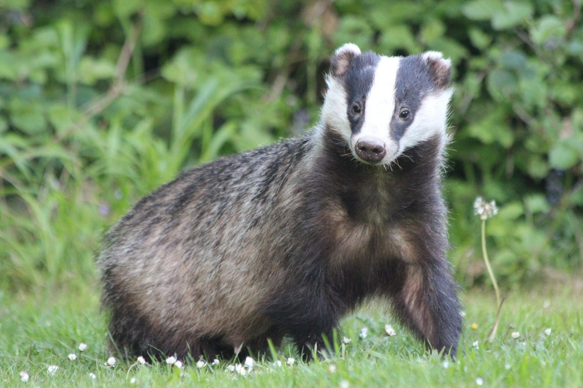 15 Brilliant Facts About Badgers - Fact City