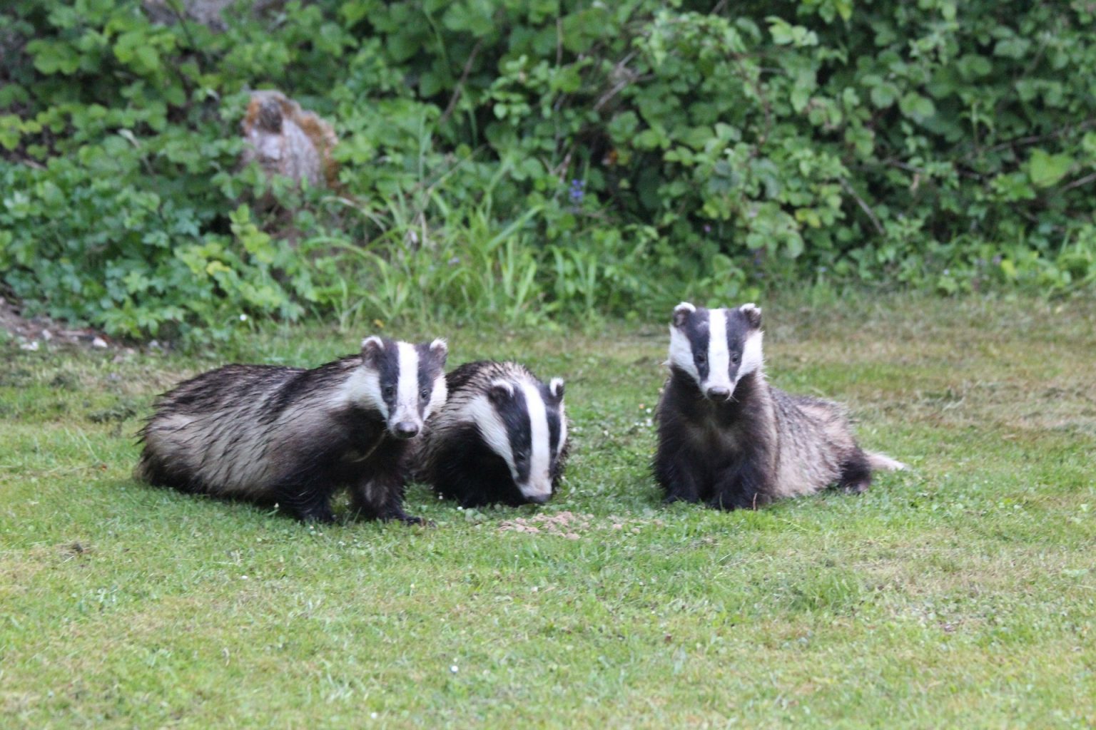 15 Brilliant Facts About Badgers - Fact City