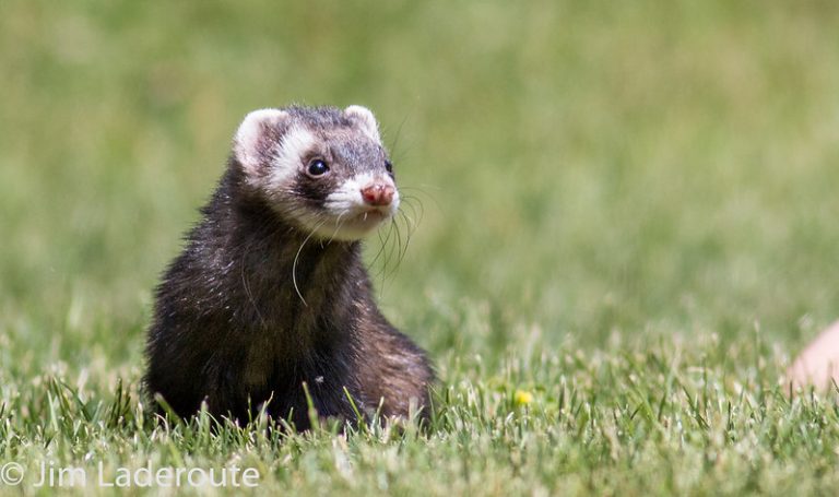 11 Feisty Facts About Ferrets - Fact City