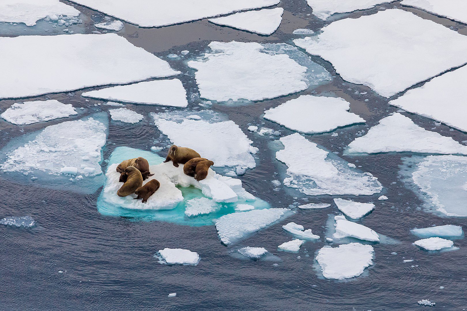 10 Freezing Facts About The Arctic Ocean - Fact City