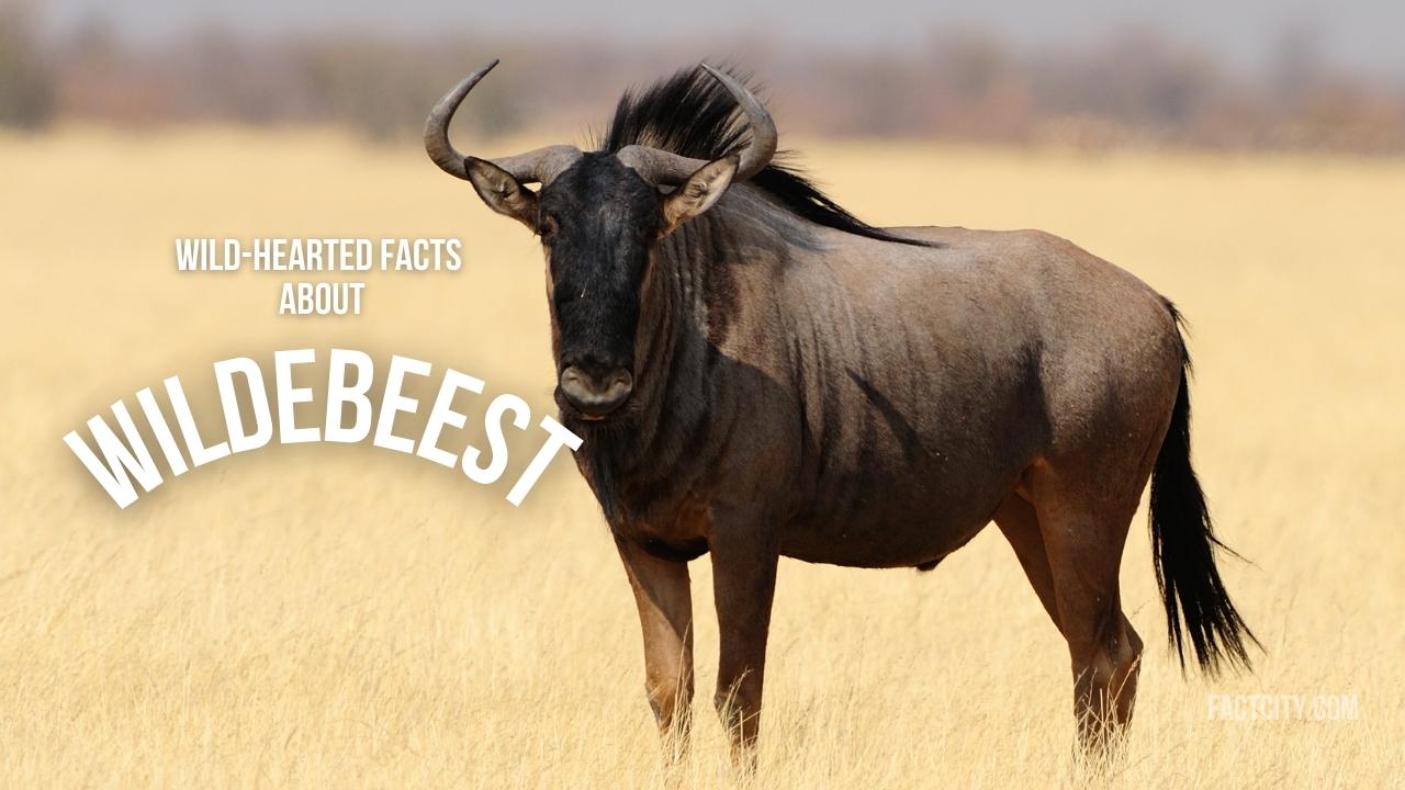 10 Wild-hearted Facts About Wildebeest - Fact City