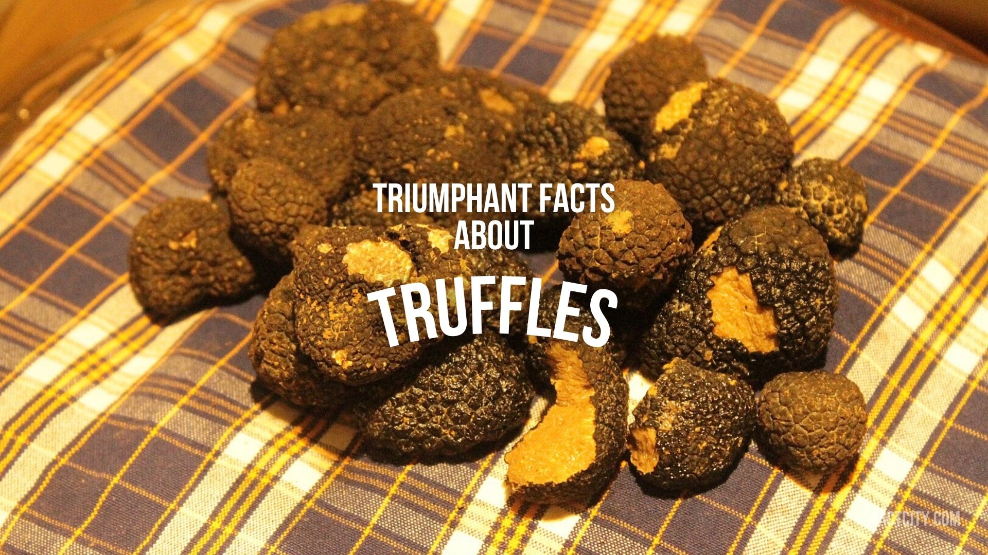 10 Triumphant Facts About Truffle - Fact City