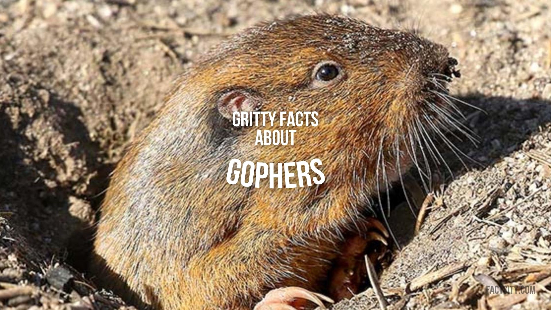12 Gritty Facts about Gophers - Fact City