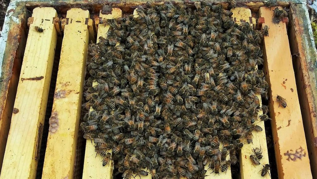32 Bodacious Facts About Beekeeping - Fact City
