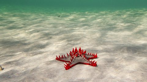 12 Stunning Facts About Starfish - Fact City