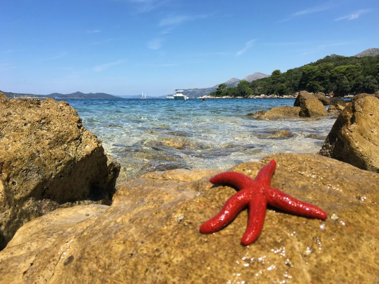12 Stunning Facts About Starfish - Fact City