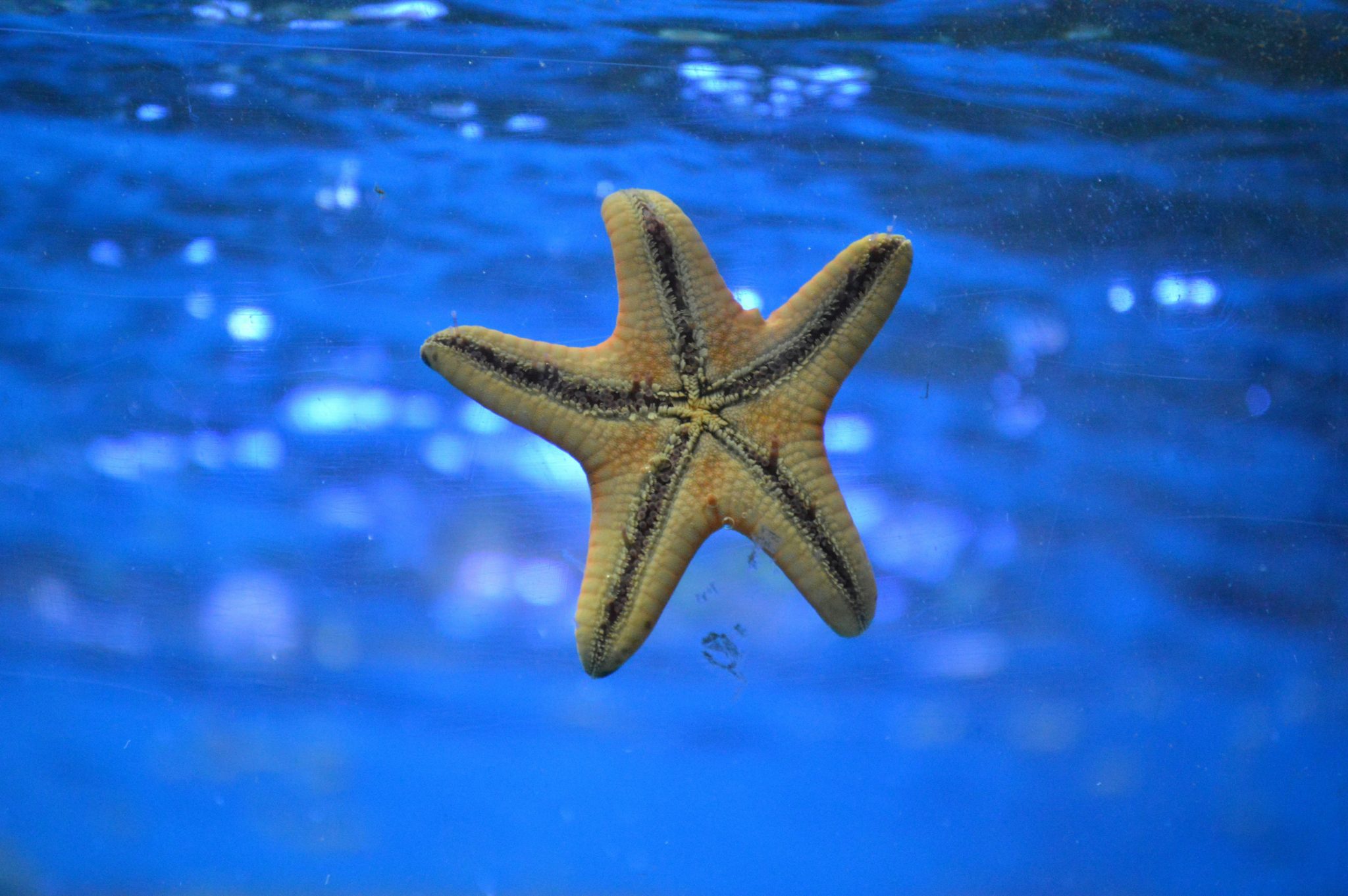 12 Stunning Facts About Starfish - Fact City