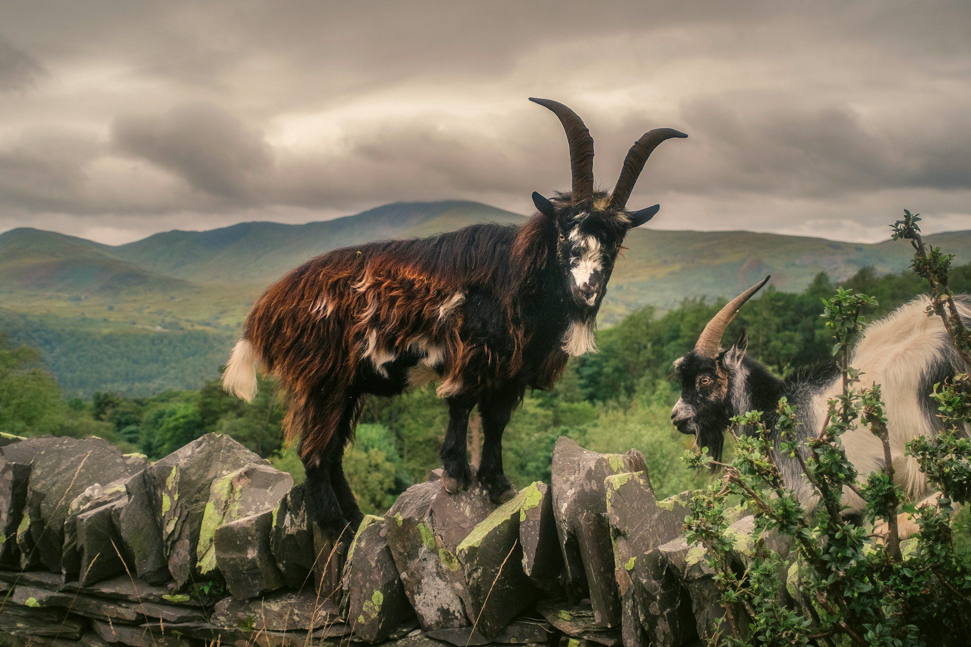 24 Interesting Facts About Snowdonia - Fact City